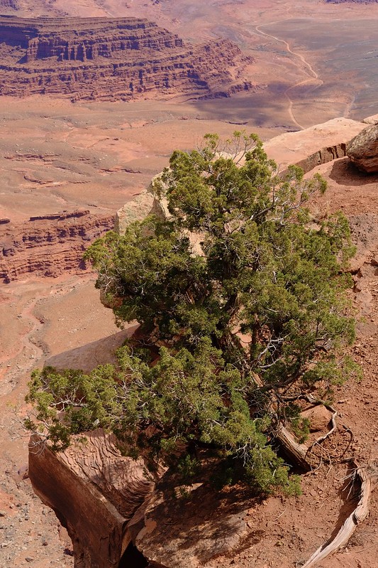 The Diversity of Utah Landscapes in Color, Part 3: Trees | FUJI X WEEKLY