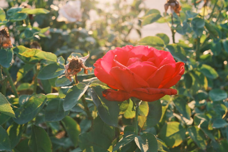 Fujifilm Frontier Scanners & Dynamic Range Priority | FUJI X WEEKLY