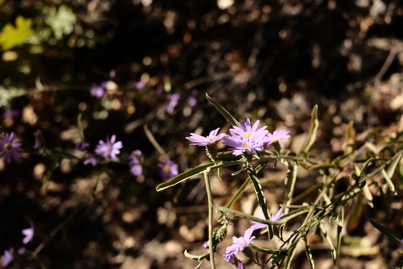 Fujifilm X-Trans II Patron Early-Access Recipe: Color Negative Film ...