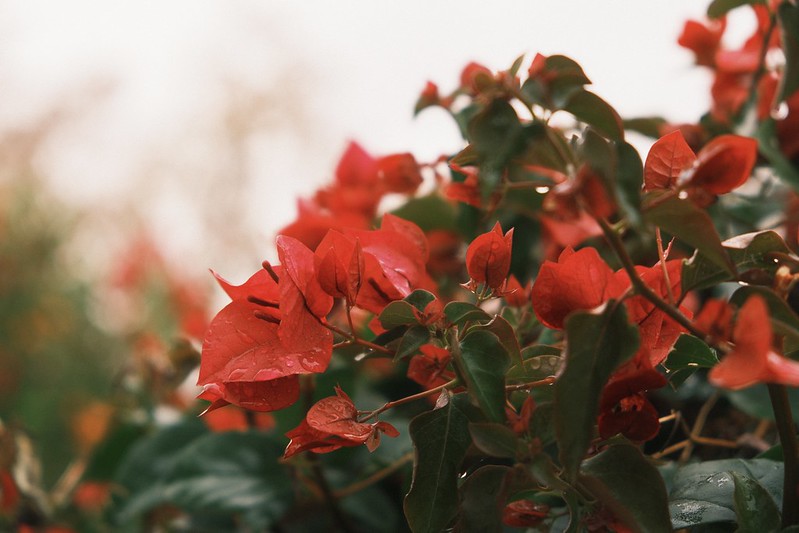 Superia Xtra 400 — Fujifilm X-T5 (X-Trans V) Film Simulation Recipe ...