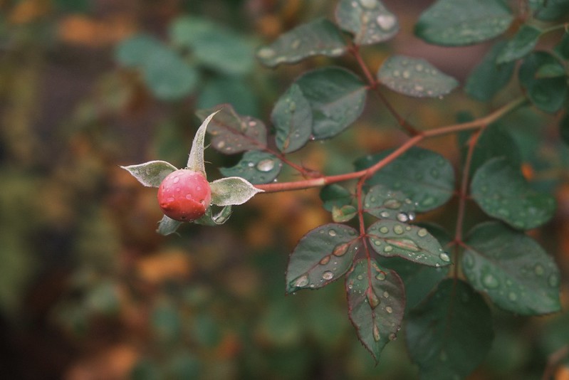 Superia Xtra 400 — Fujifilm X-T5 (X-Trans V) Film Simulation Recipe ...