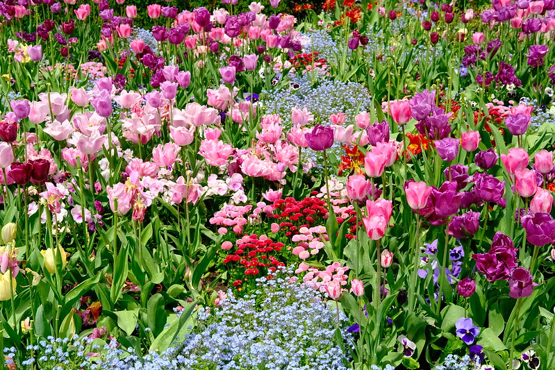 Fujifilm Recipes for Spring Flower Photography | FUJI X WEEKLY