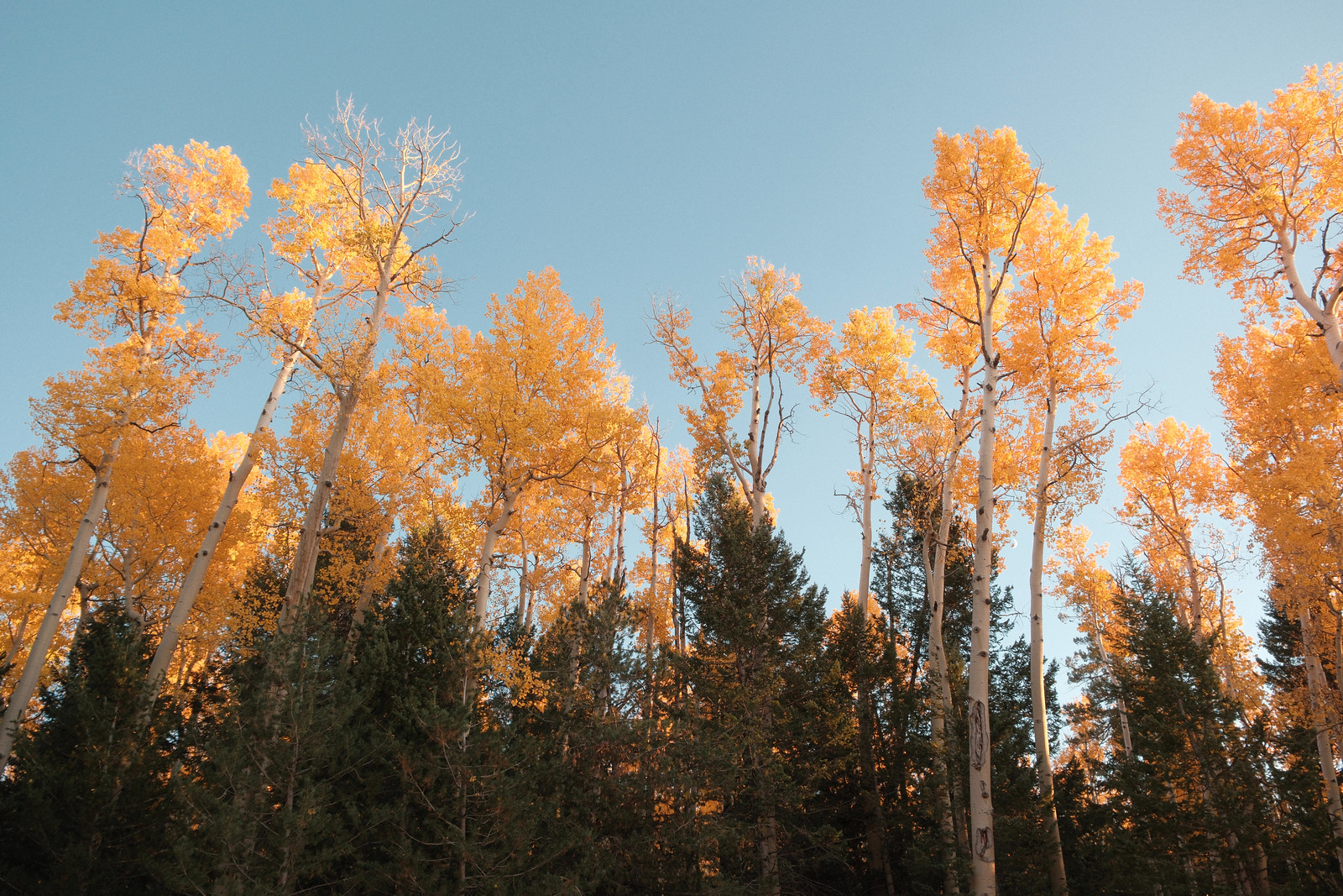 D-Range Priority: What it is + How, When & Why to use it | FUJI X WEEKLY