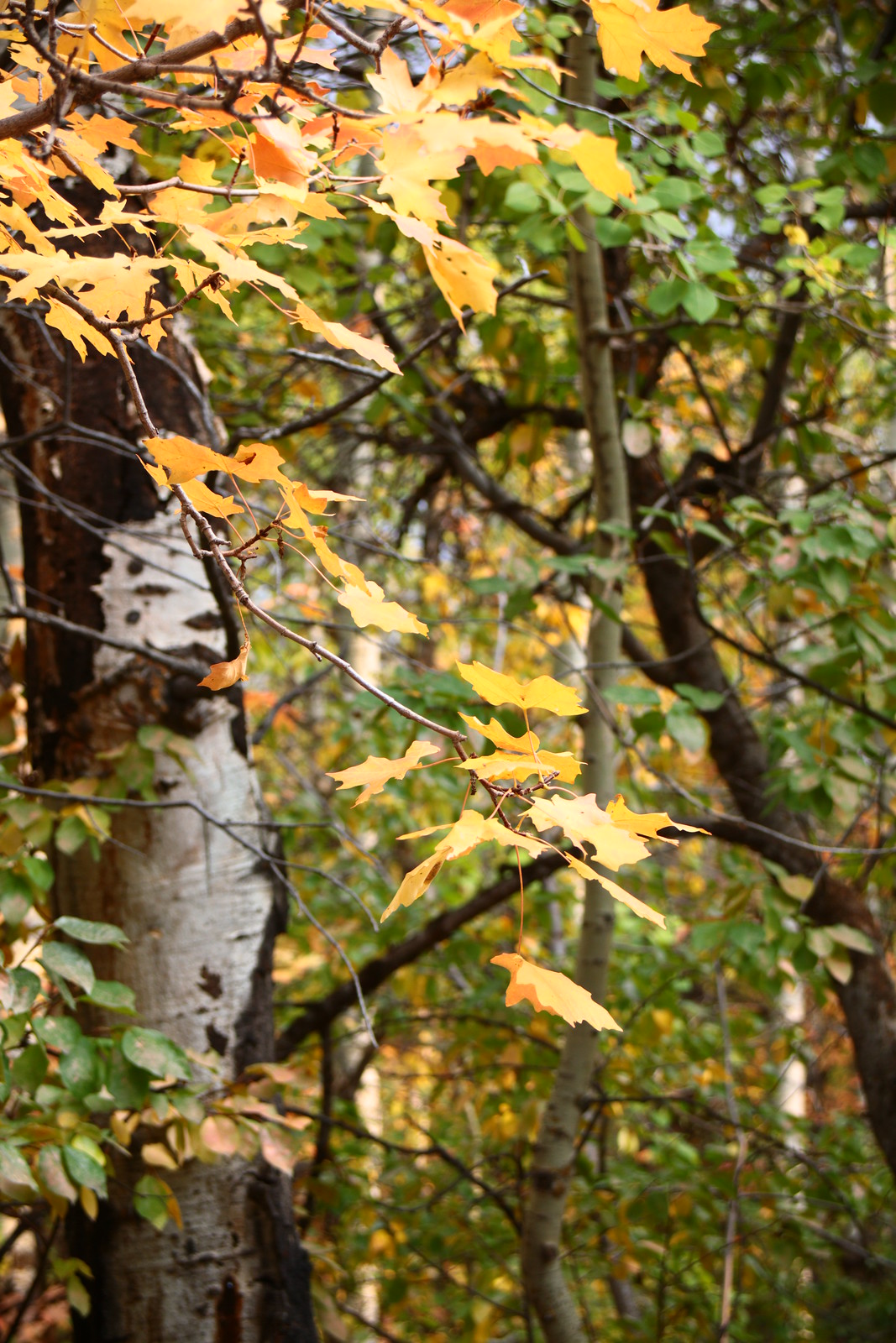 51529634413_f9c5b1e3d4_h | FUJI X WEEKLY