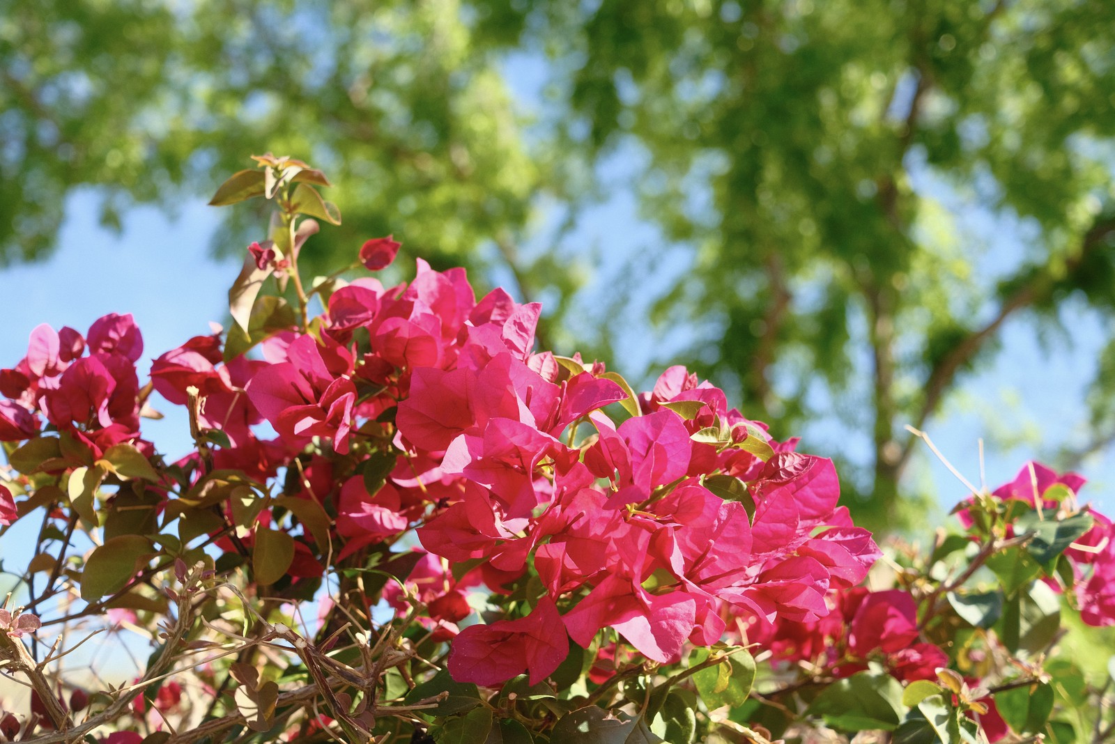 53616160865_53ef42b78b_h | FUJI X WEEKLY