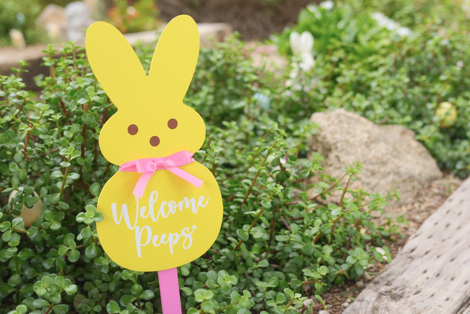 53683389583_c206a24443_h | FUJI X WEEKLY