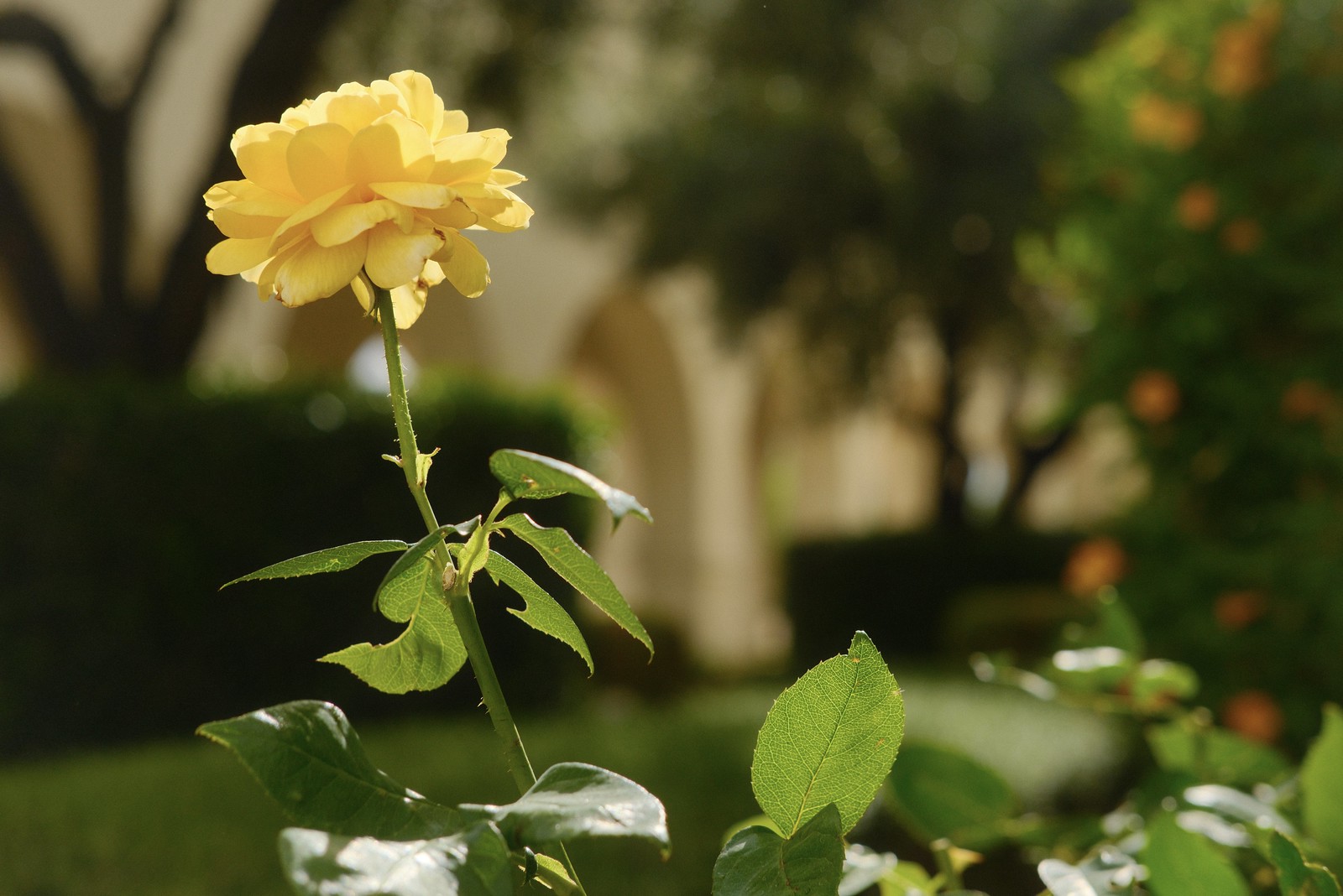 53683410943_7b3e47a0c2_h | FUJI X WEEKLY