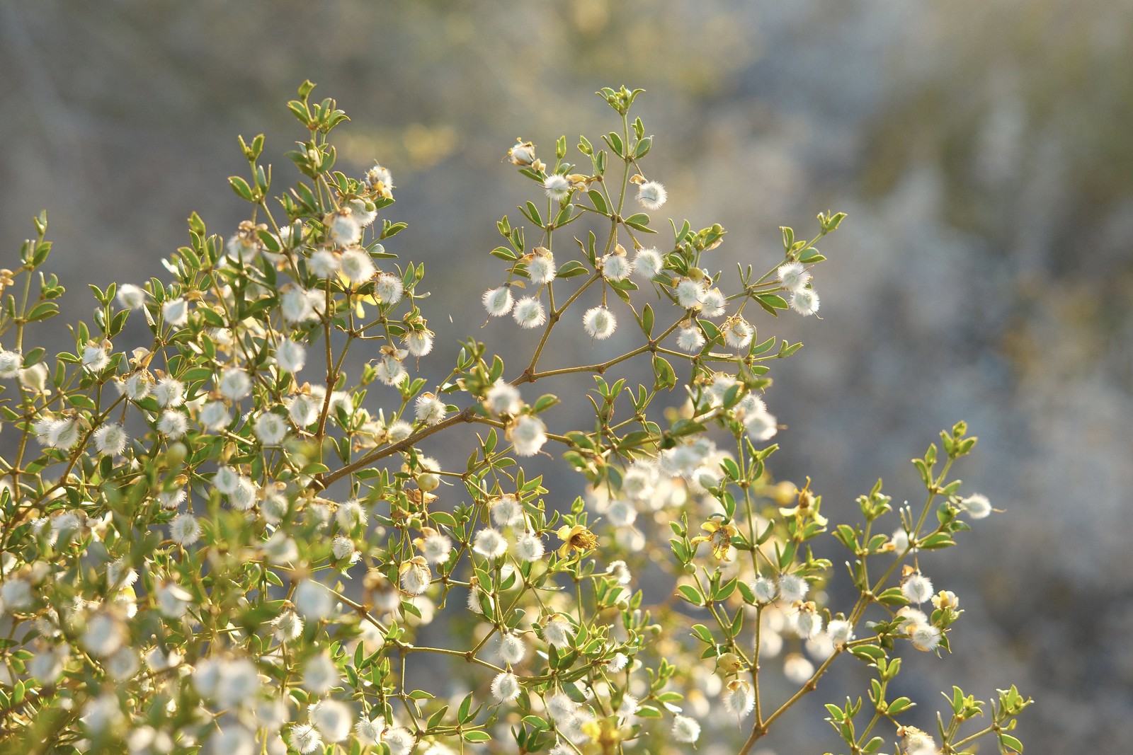 53686180848_0ca2a46bcf_h | FUJI X WEEKLY