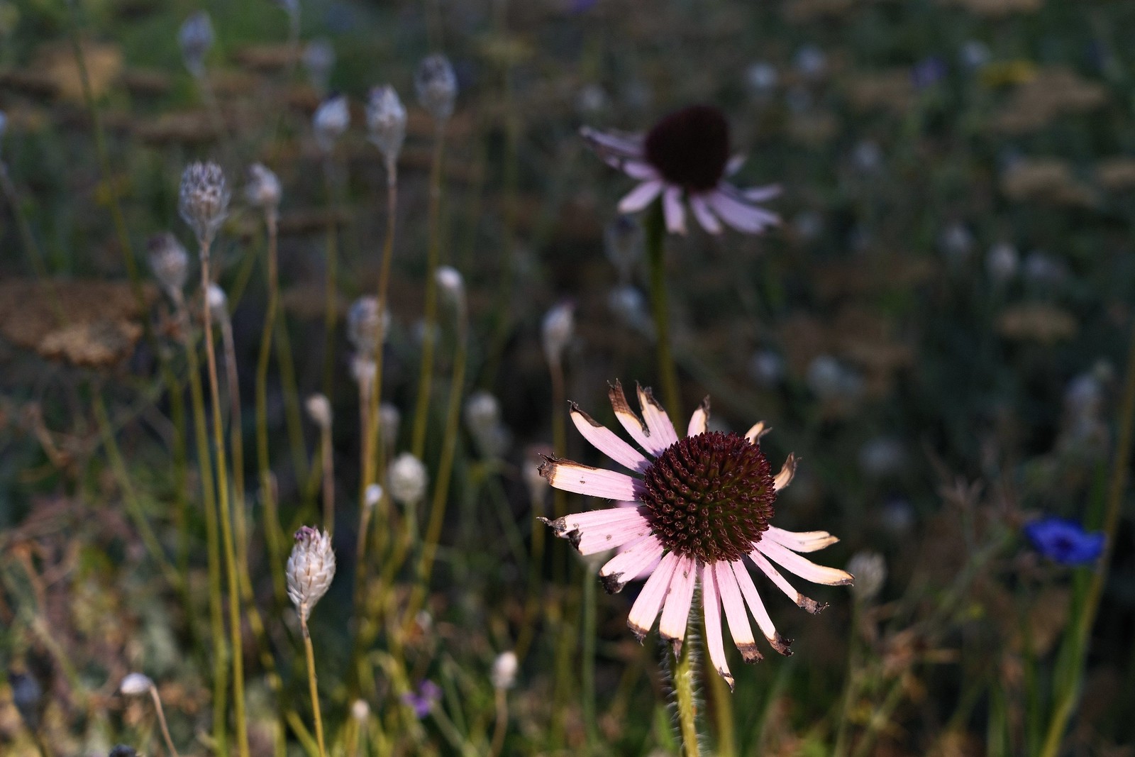 Ektachrome E100 — Fujifilm X-T50 (X-Trans V) FXW App Patron Early ...