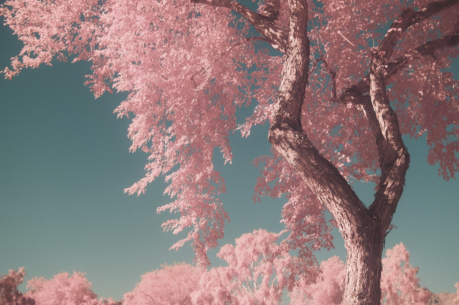 Cotton Candy Chrome — Fujifilm X-T4 ES (Full Spectrum Infrared) Film ...