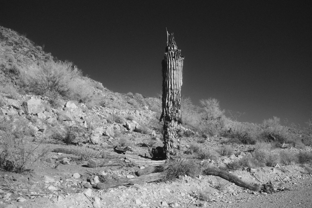 Infrared Photography on Fujifilm Full Spectrum Cameras | FUJI X WEEKLY