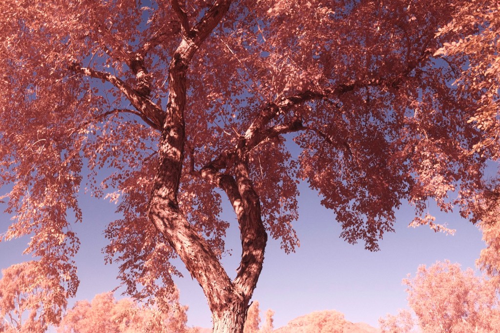 Infrared Photography on Fujifilm Full Spectrum Cameras | FUJI X WEEKLY