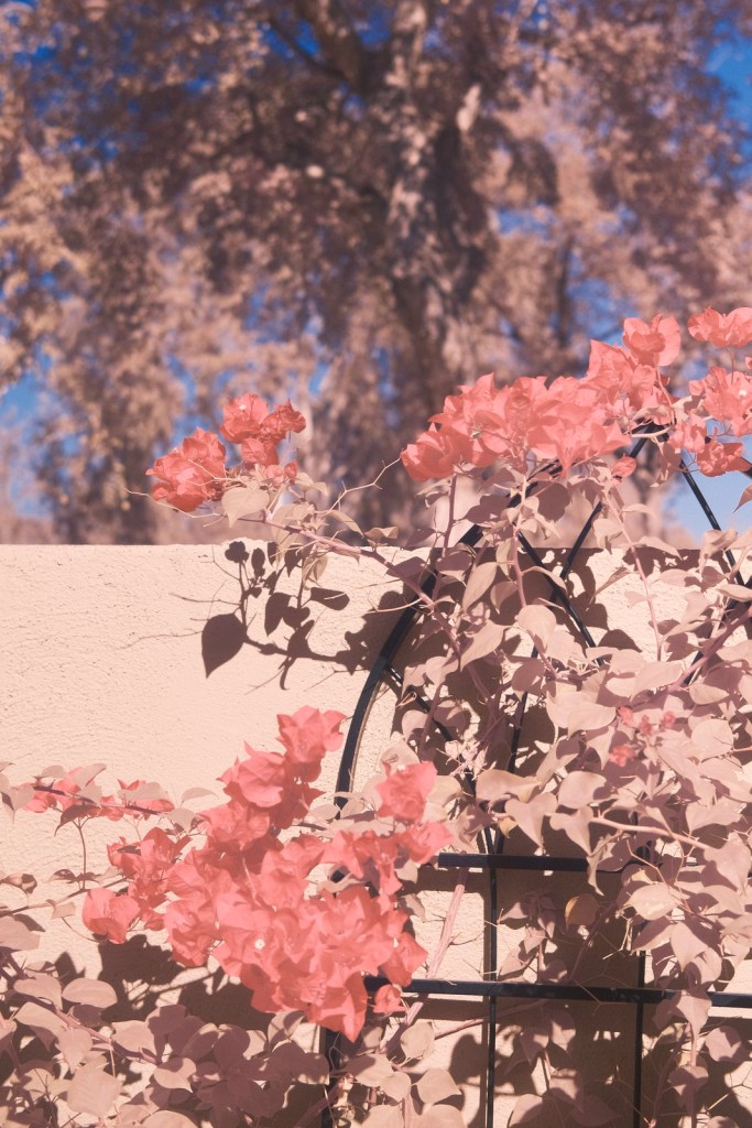 Infrared Photography on Fujifilm Full Spectrum Cameras | FUJI X WEEKLY