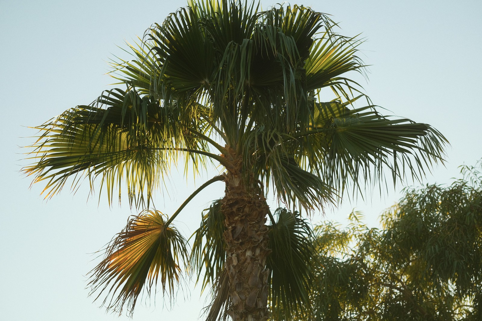 Provia Summer — Fujifilm X-Trans IV & X-Trans V FXW App Patron Early ...