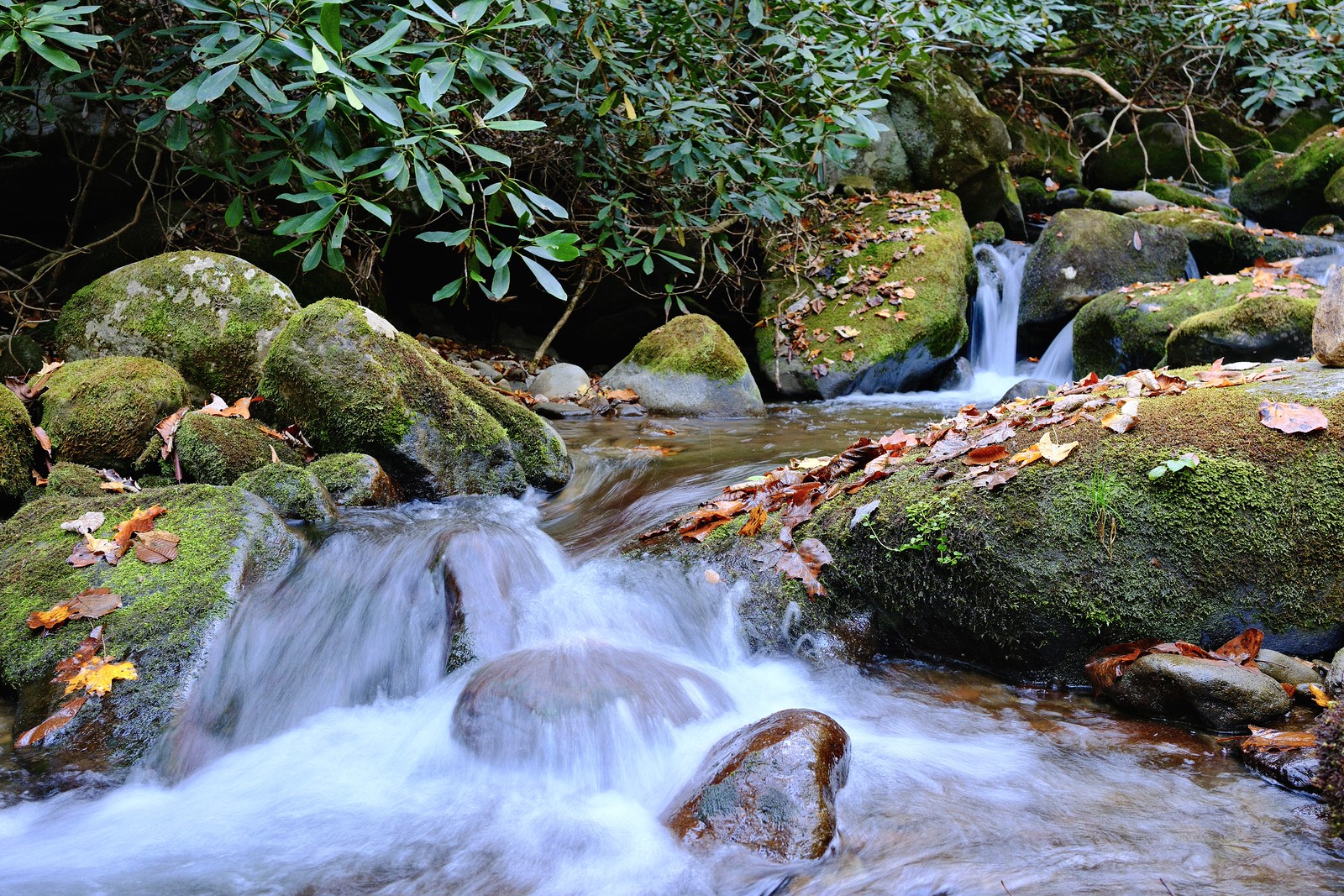 Why IBIS is Good to Have | FUJI X WEEKLY