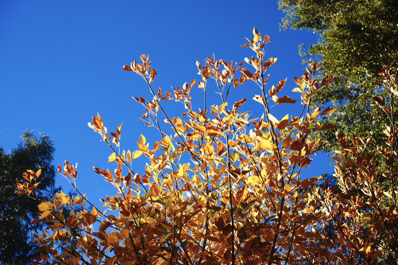 54999671418_f77cb93c53_h | FUJI X WEEKLY